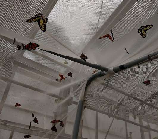 Go on a Butterfly Adventure at Roper Mountain Science Center! | June 12 ...