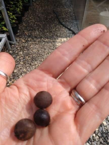 Table Rock Tea Company: Growing American Tea | August 21, 2019