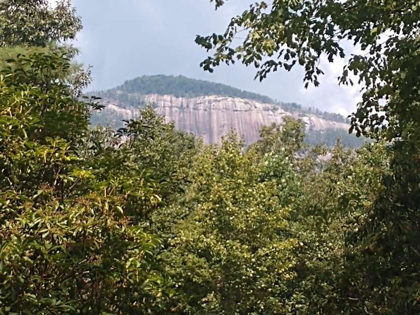 Table Rock Tea Company: Growing American Tea | August 21, 2019